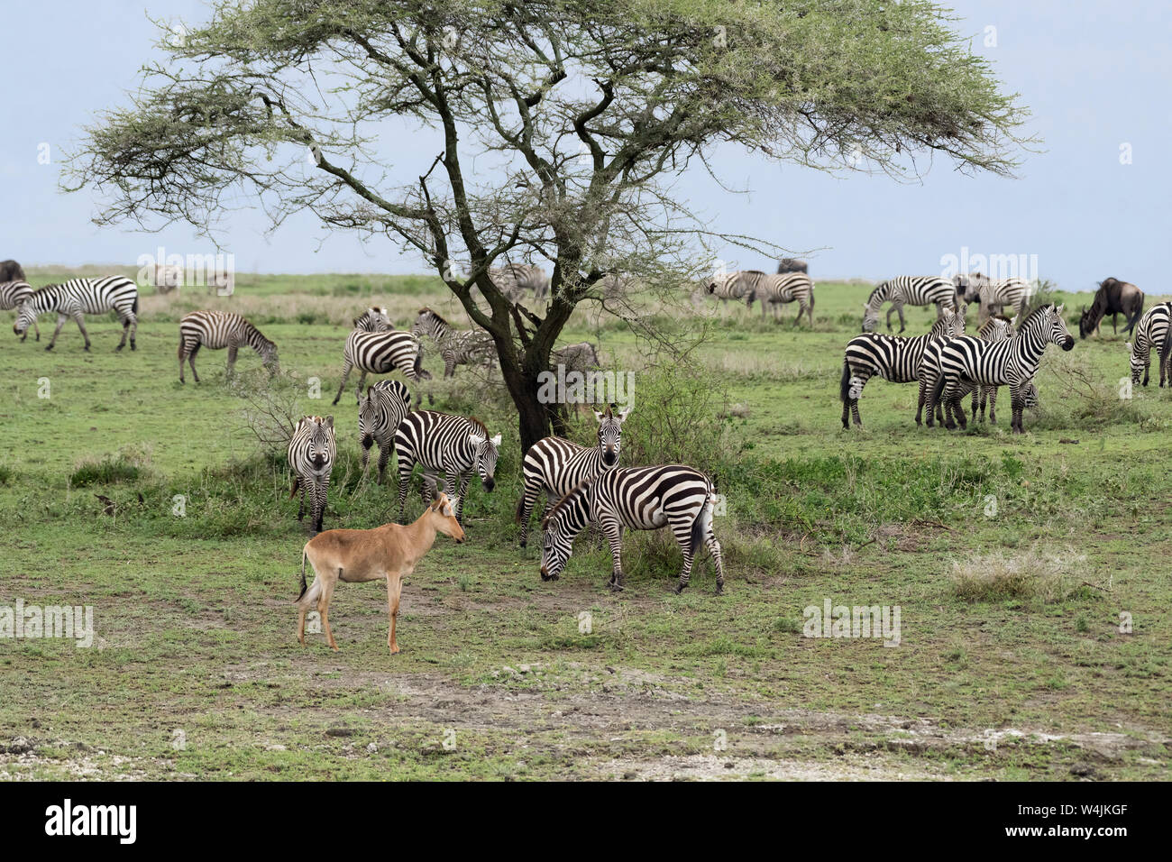 Hartebeest with zebras and wildebeest in the spring grasses, Lake Ndutu ...