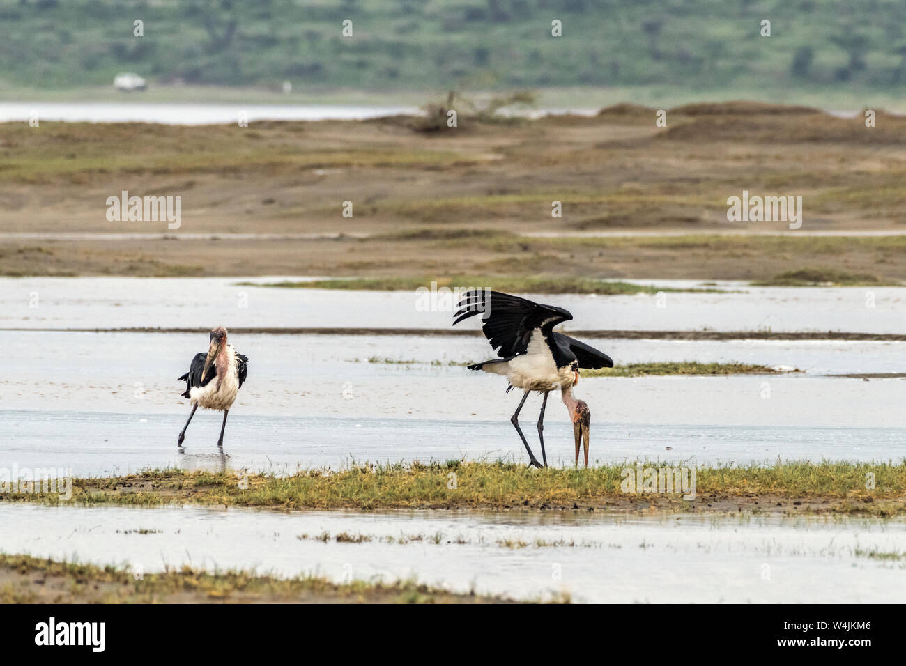 Marabou storks (Leptoptilos crumenifer) in the water, Lake Ndutu ...