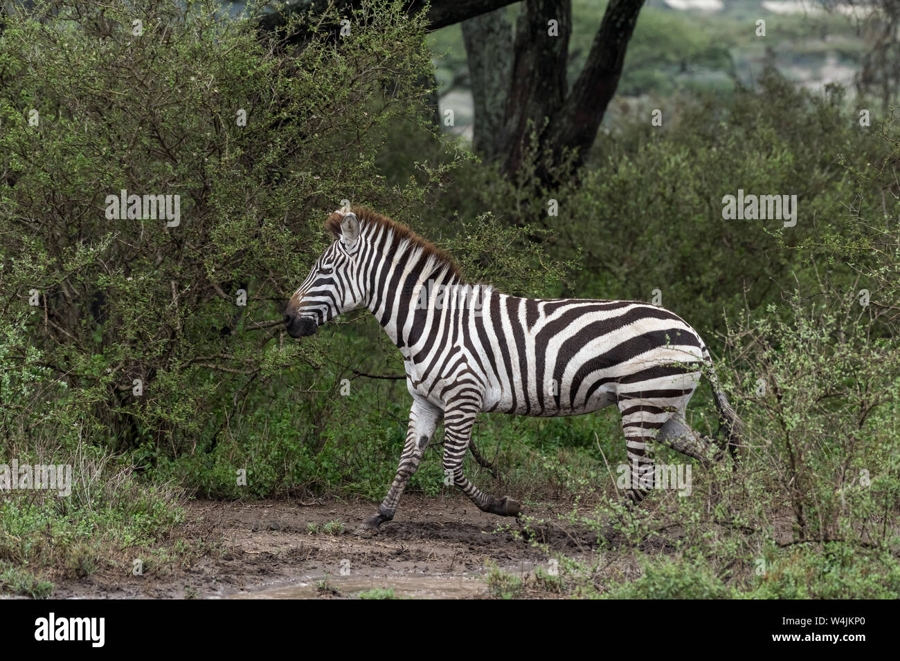 Muddy wet zebra (Equus quagga) running through the bush, Lake Ndutu ...