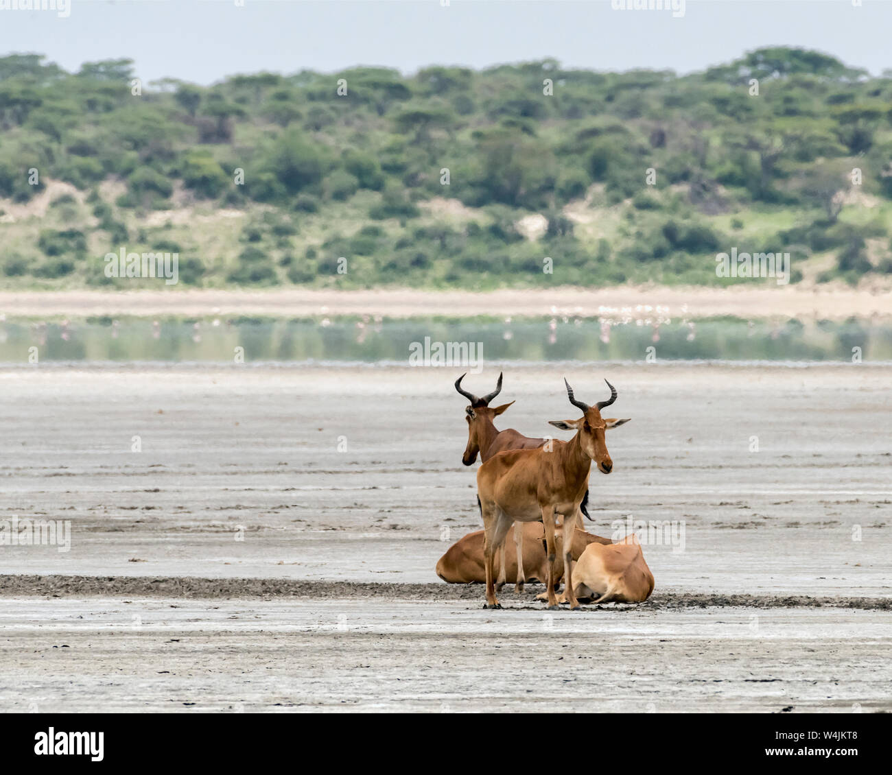 Kongoni hi-res stock photography and images - Alamy
