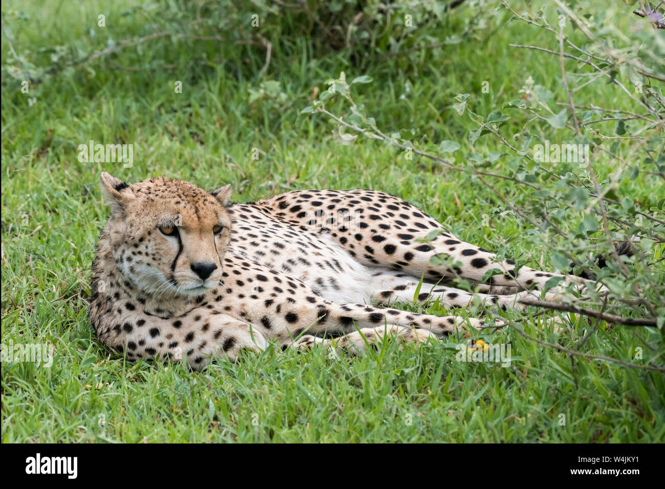 Cheetah (Acinonyx jubatus) resting in fresh grass, Grumeti Game Reserve ...