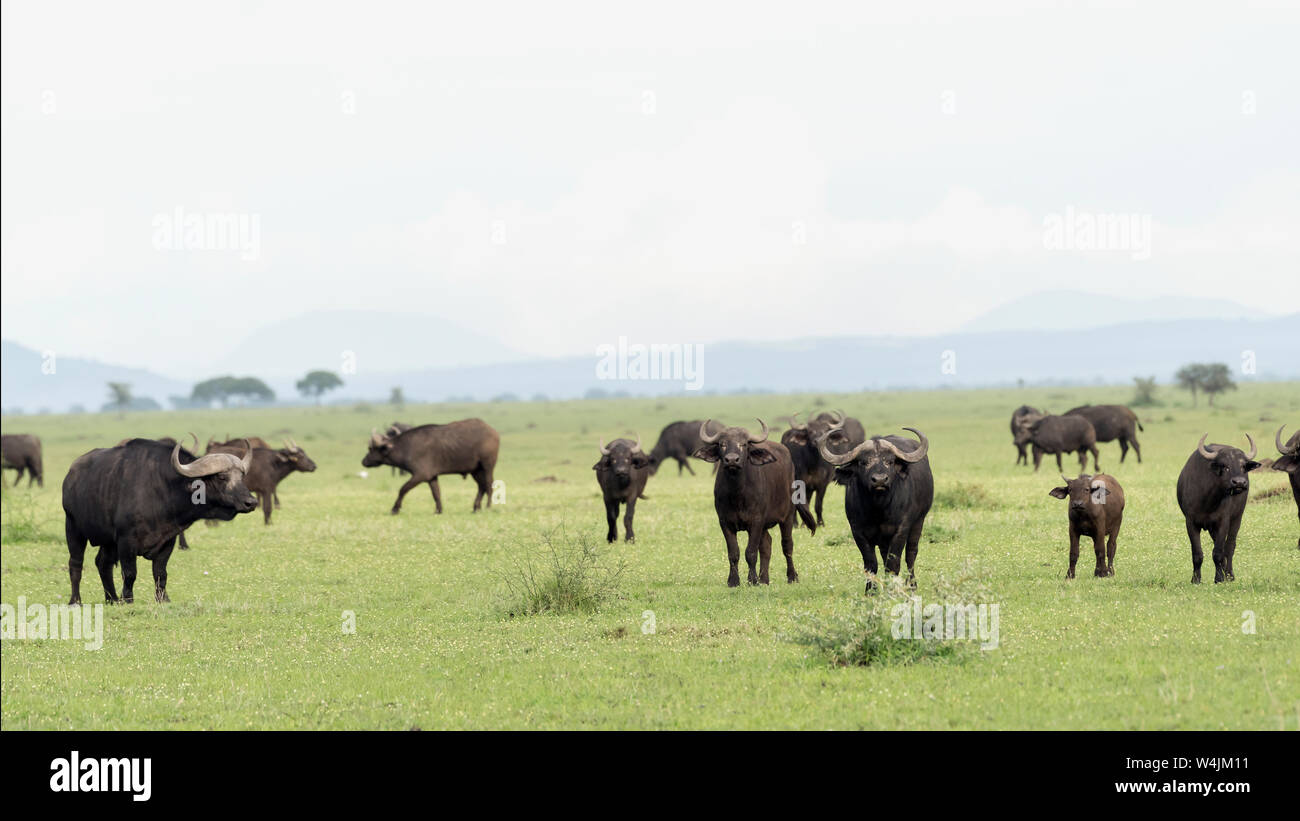 Buffalo spring game reserve hi-res stock photography and images - Alamy