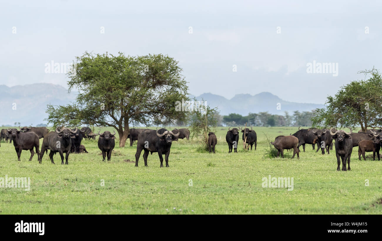 Buffalo spring game reserve hi-res stock photography and images - Alamy