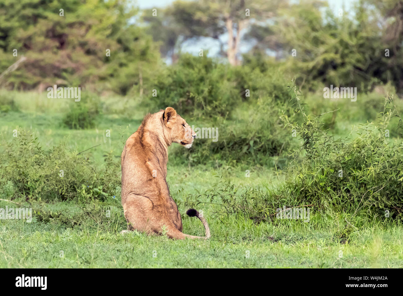 Lion Sitting Back