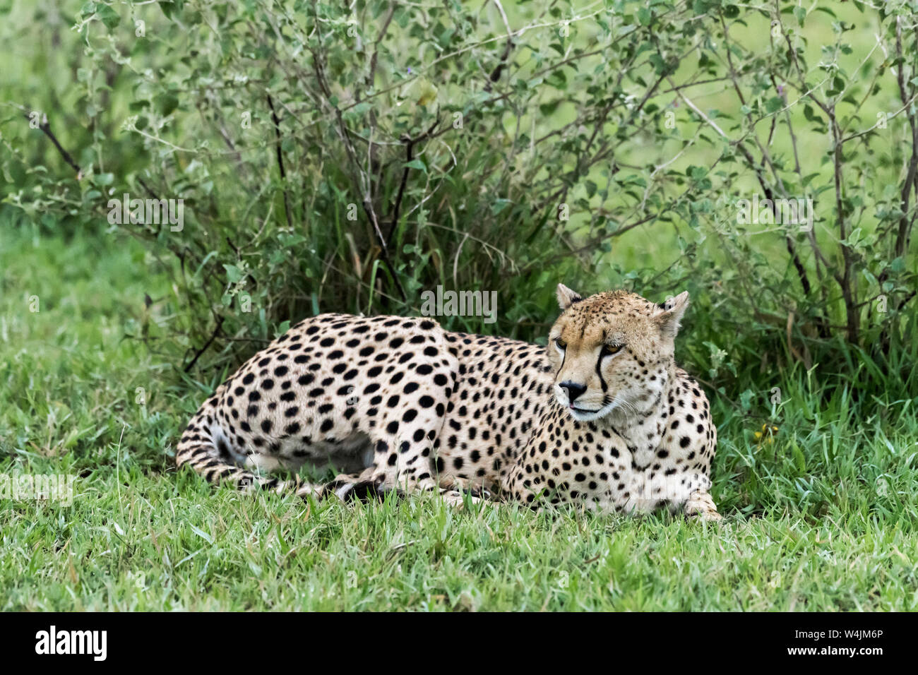 Cheetah grasses hi-res stock photography and images - Alamy