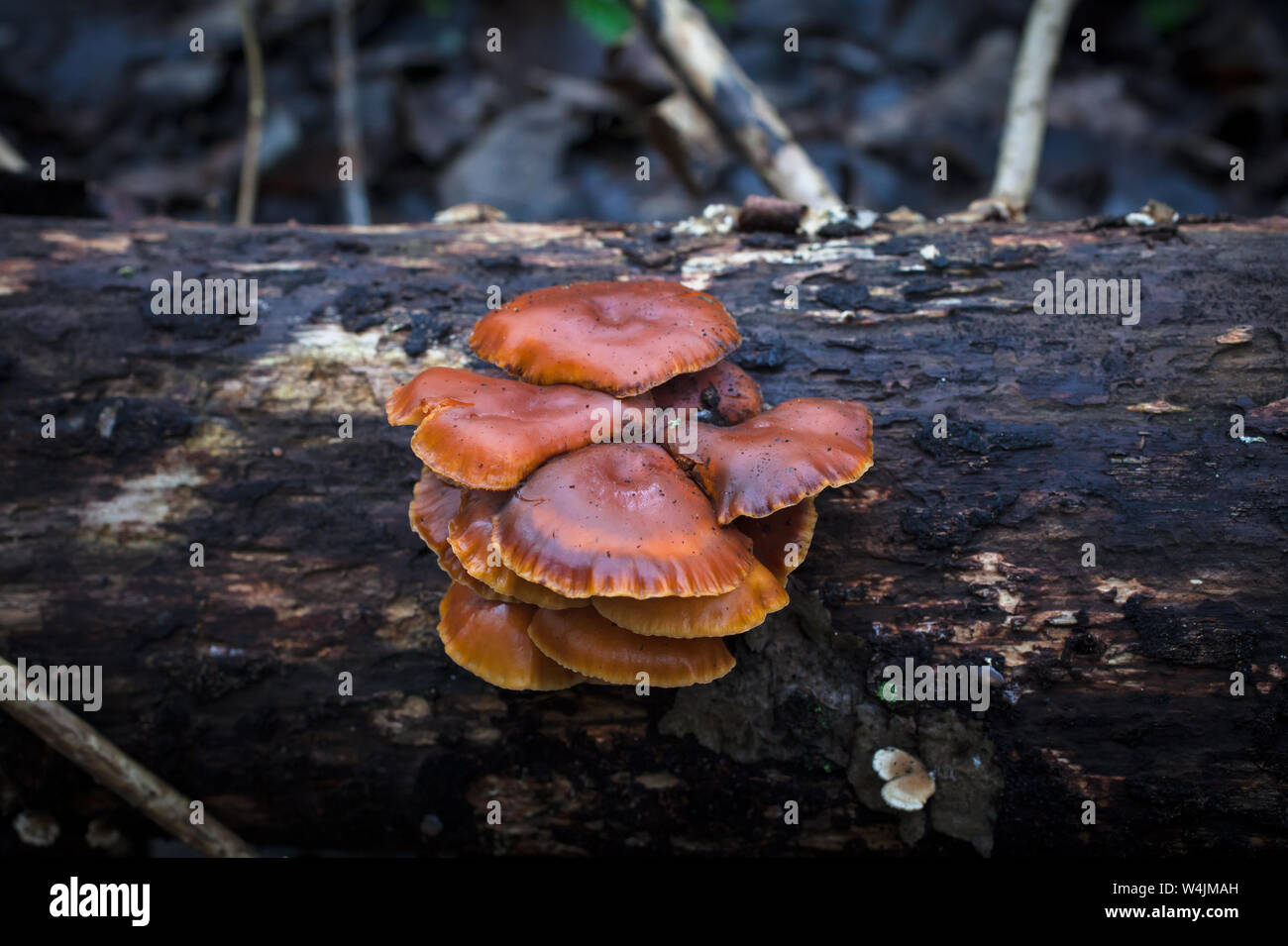 Velvet Shank edible mushrooms (Flammulina velutipes), a highly regarded ...