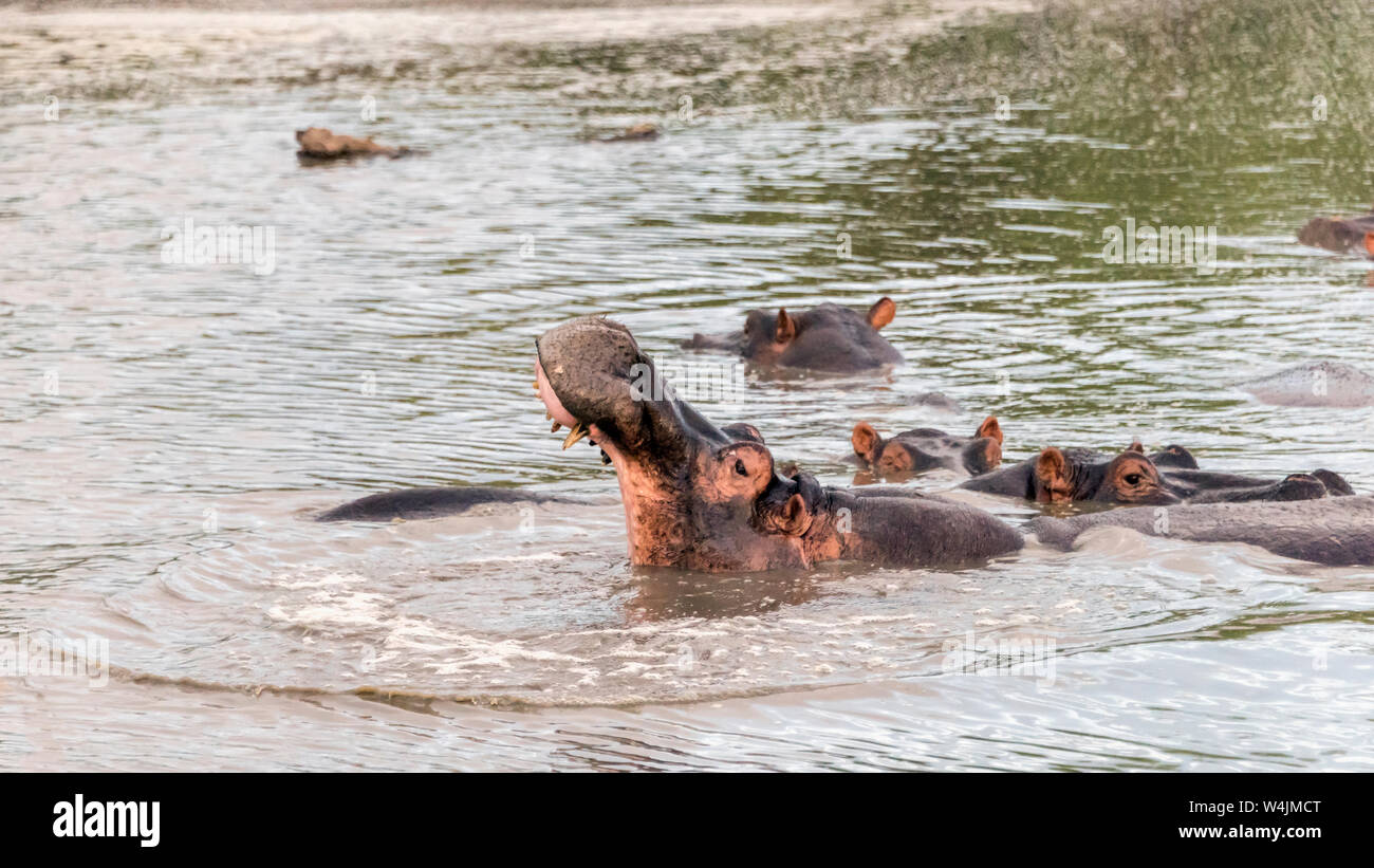 Making ripples, hippo opening mouth, Grumeti Serengeti Tented Camp ...