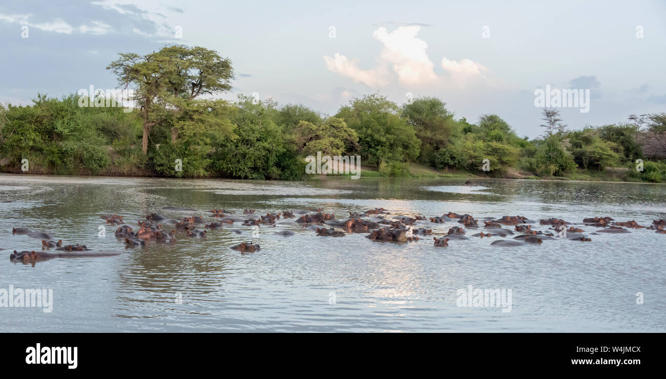 Huge pod of hippos, Hippo Pool, Gumeti Serengeti Tented Camp, Tanzania ...