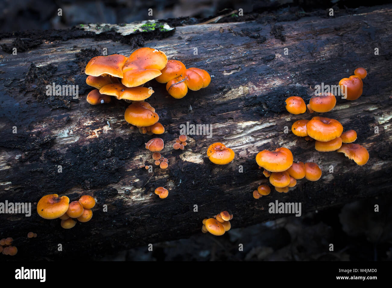 Velvet Shank edible mushrooms (Flammulina velutipes), a highly regarded ...