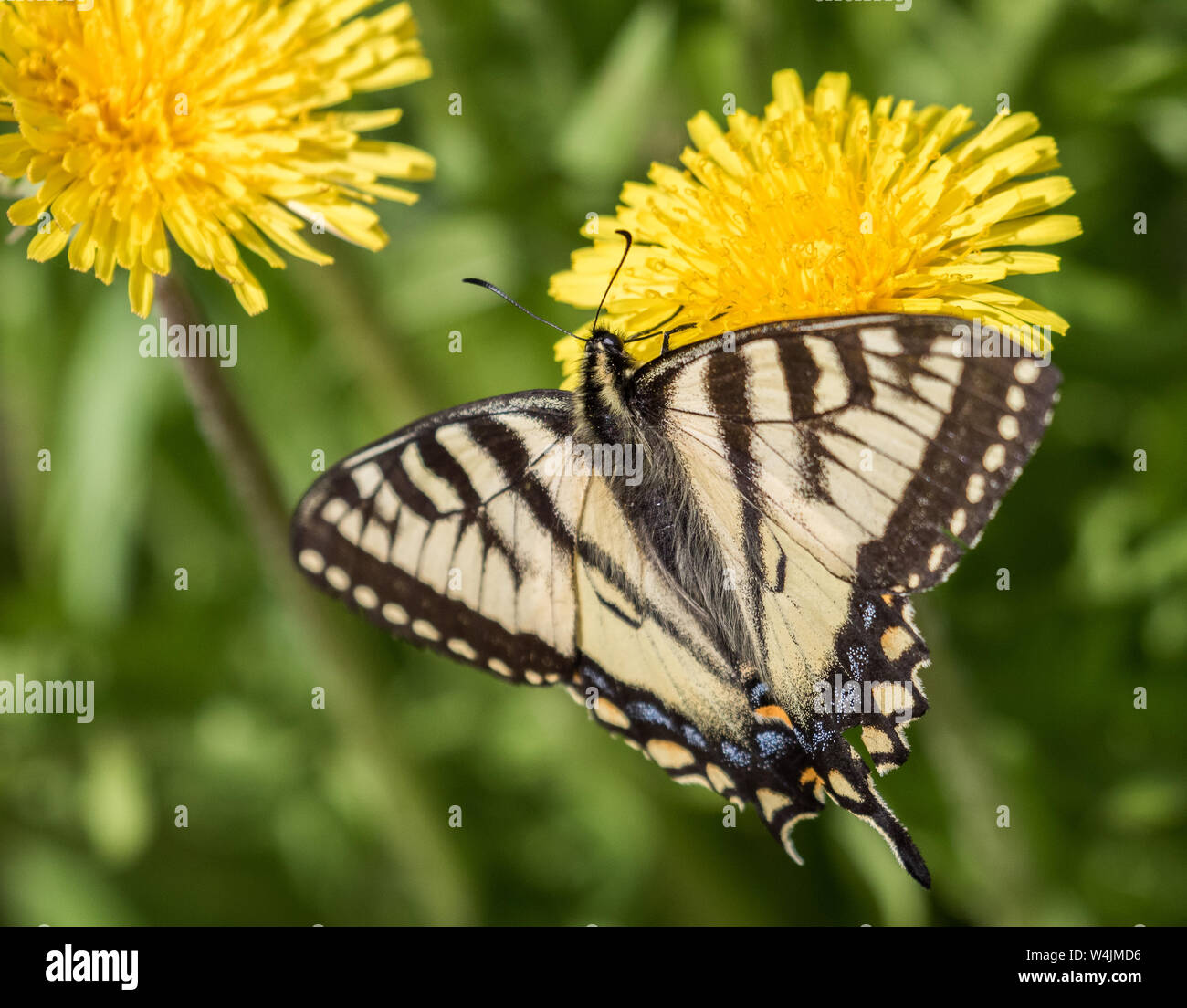 Swallowtail Butterfly on a Dandelion Stock Photo - Alamy