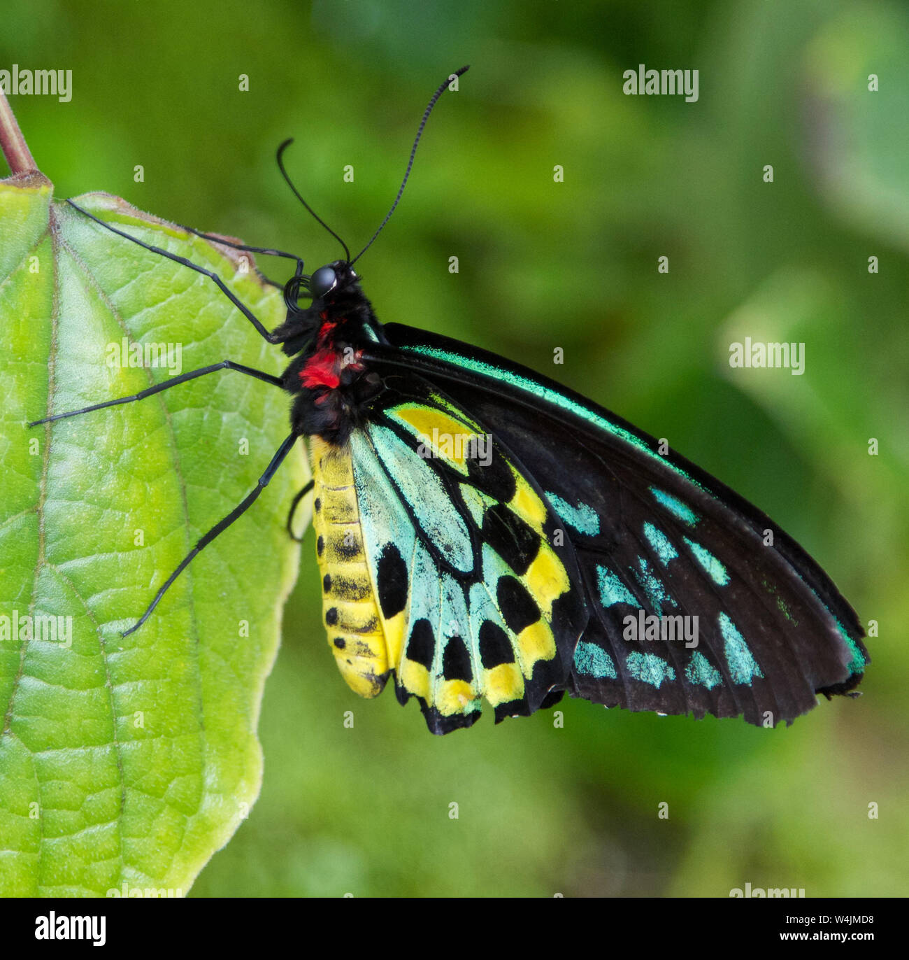 Turquoise and black butterfly hi-res stock photography and images - Alamy
