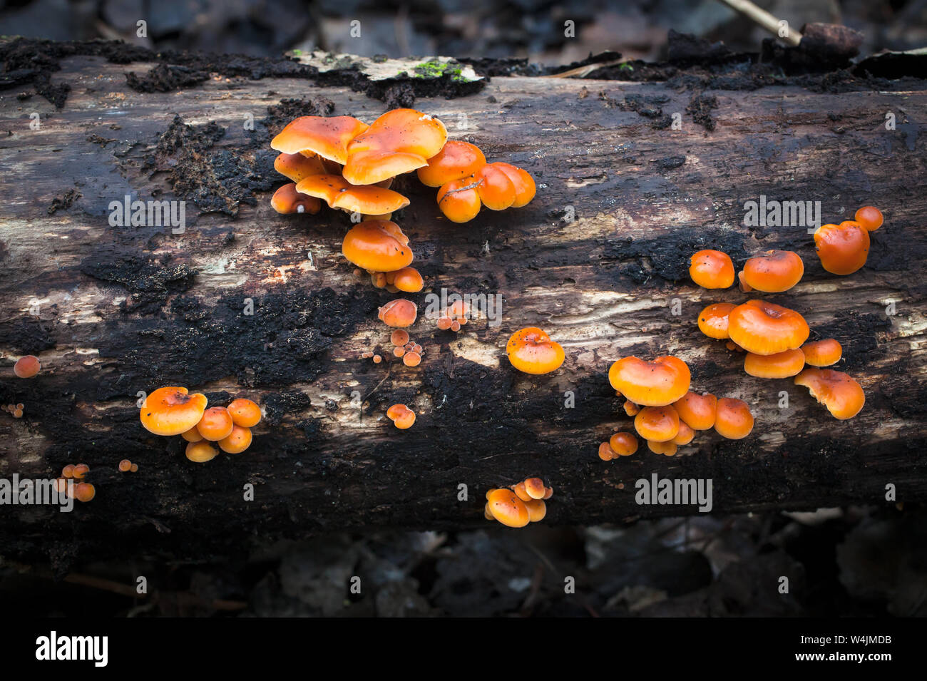 Velvet Shank edible mushrooms (Flammulina velutipes), a highly regarded ...
