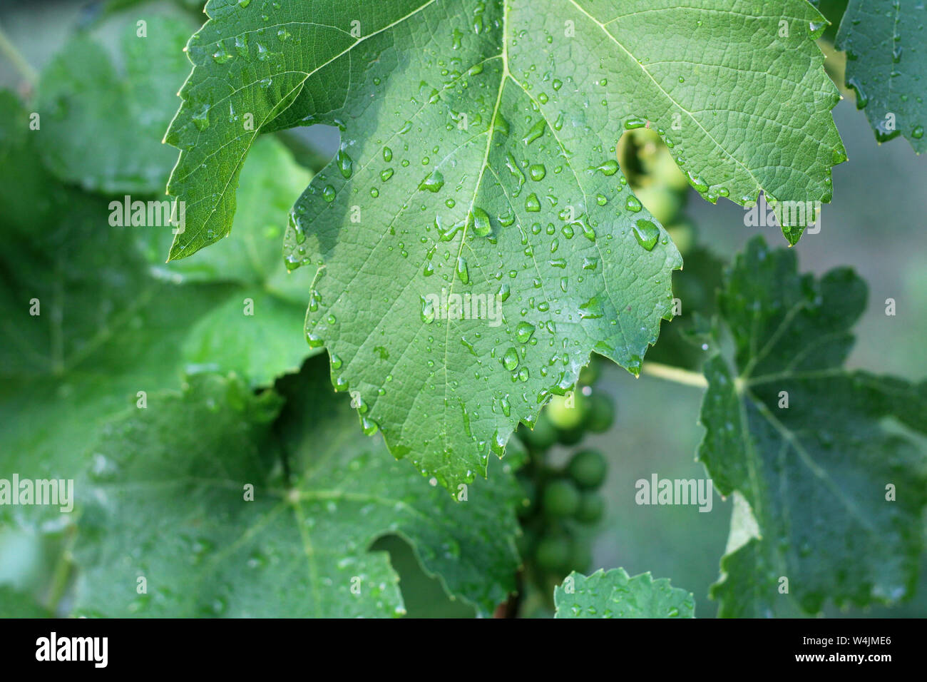 Vineyard after the rain. Close up grape leaves with water drops Stock ...