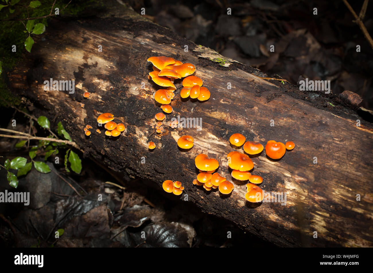 Velvet Shank edible mushrooms (Flammulina velutipes), a highly regarded ...