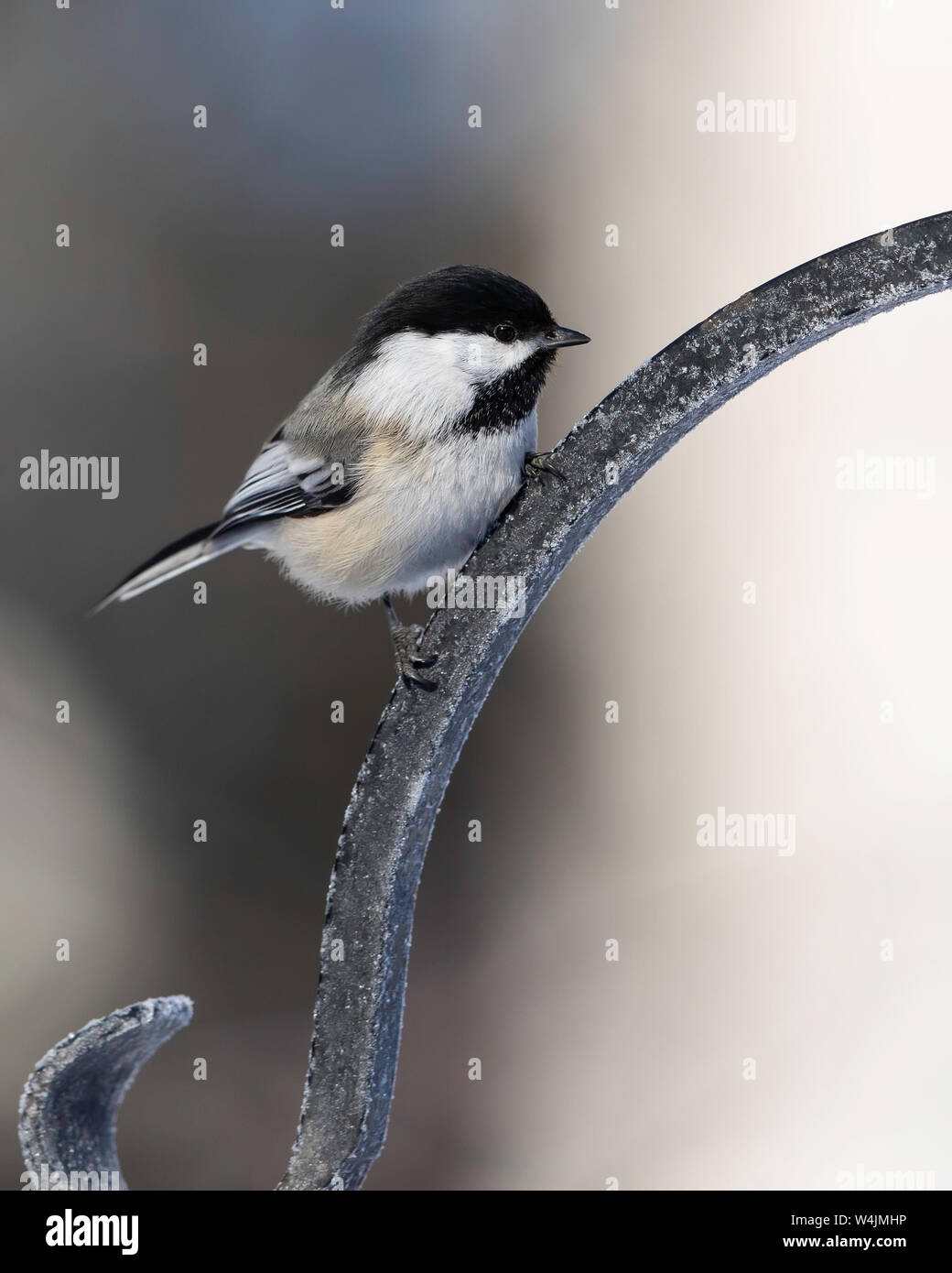 Black-capped Chickadee during Winter in Alaska Stock Photo - Alamy