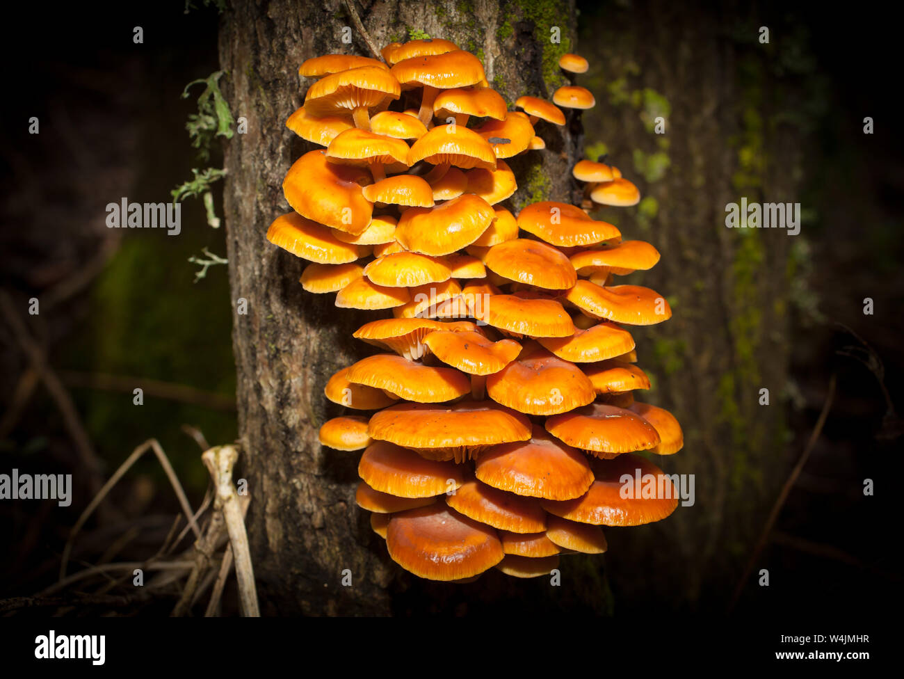 Velvet Shank edible mushrooms (Flammulina velutipes), a highly regarded ...