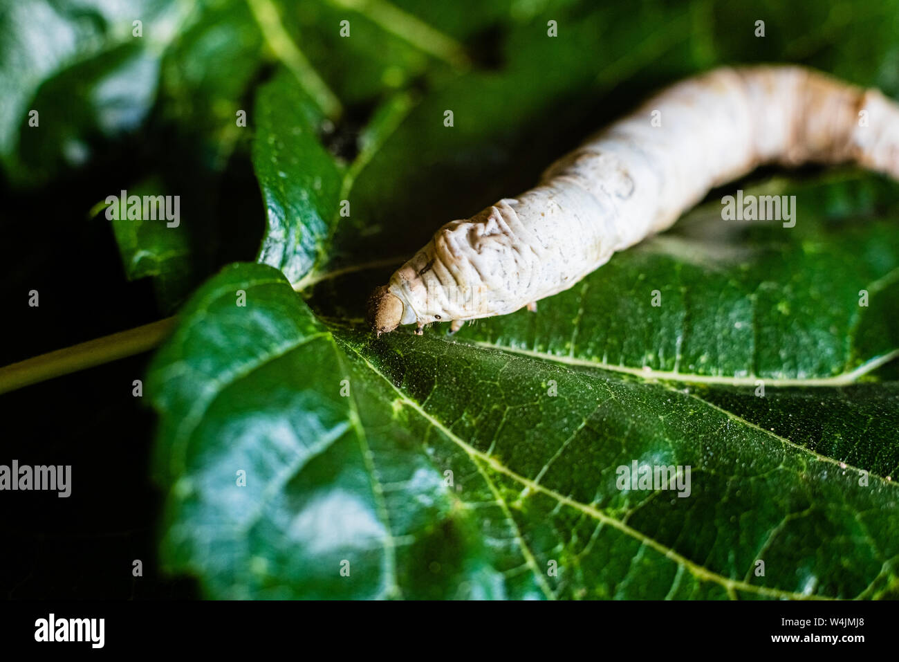 Mulberry Silkworm Moth Stock Photos & Mulberry Silkworm Moth Stock ...