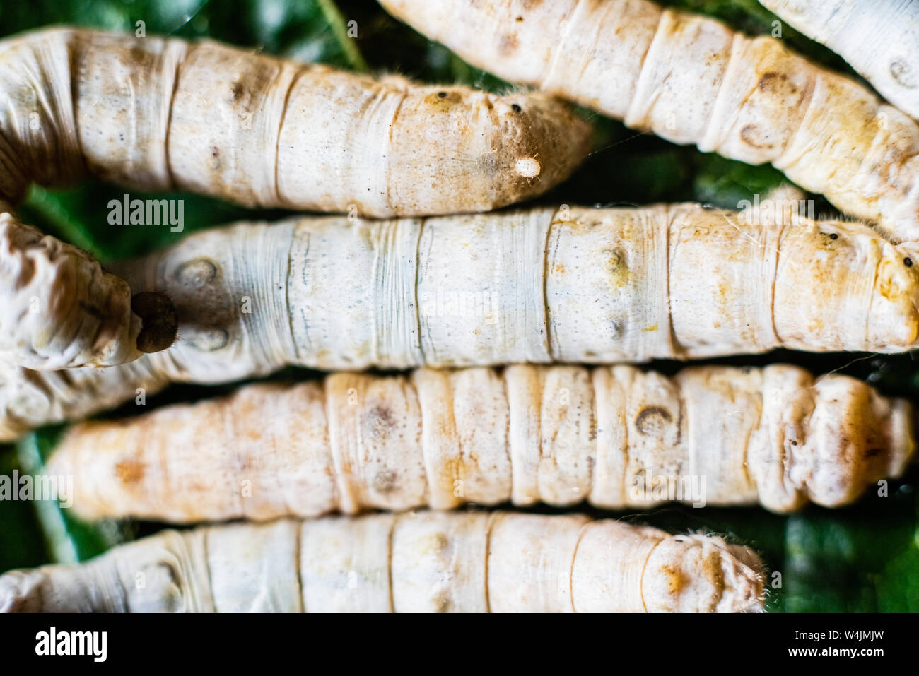 Mulberry tree silk worms hi-res stock photography and images - Alamy