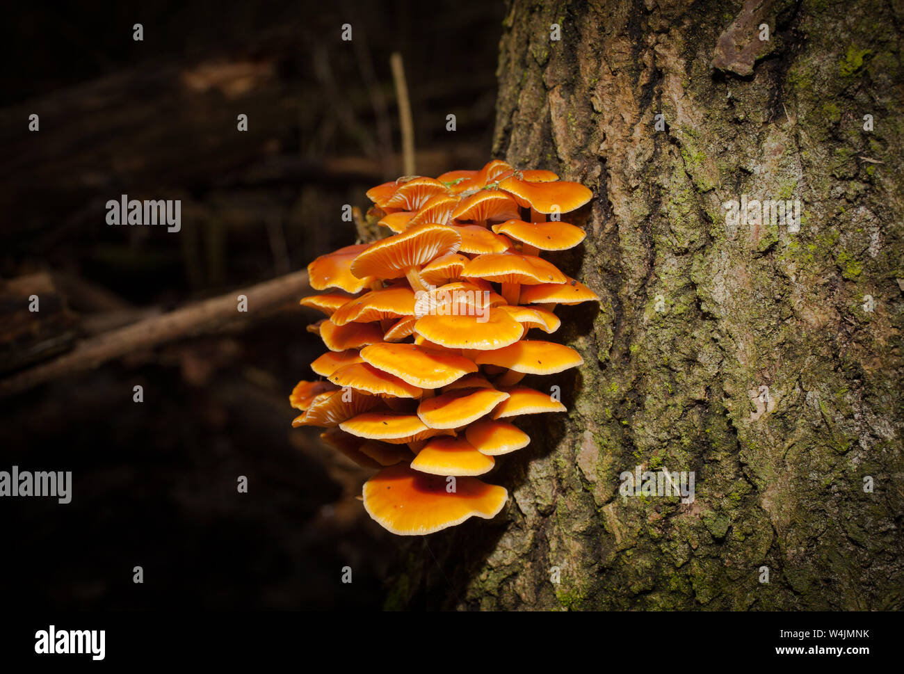 Velvet Shank edible mushrooms (Flammulina velutipes), a highly regarded ...