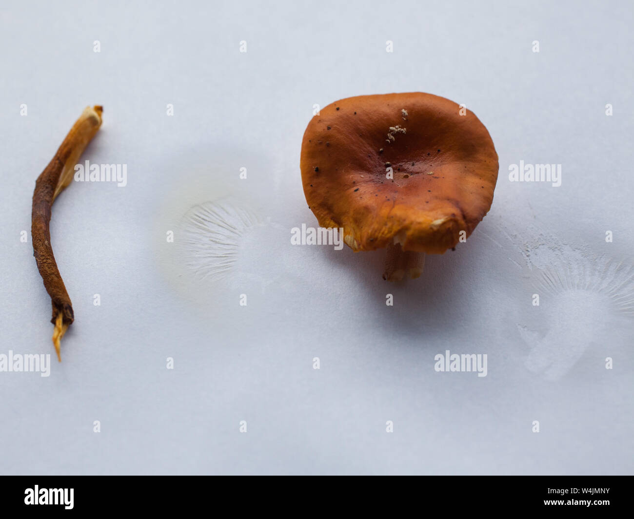 Velvet Shank edible mushrooms (Flammulina velutipes), a highly regarded ...