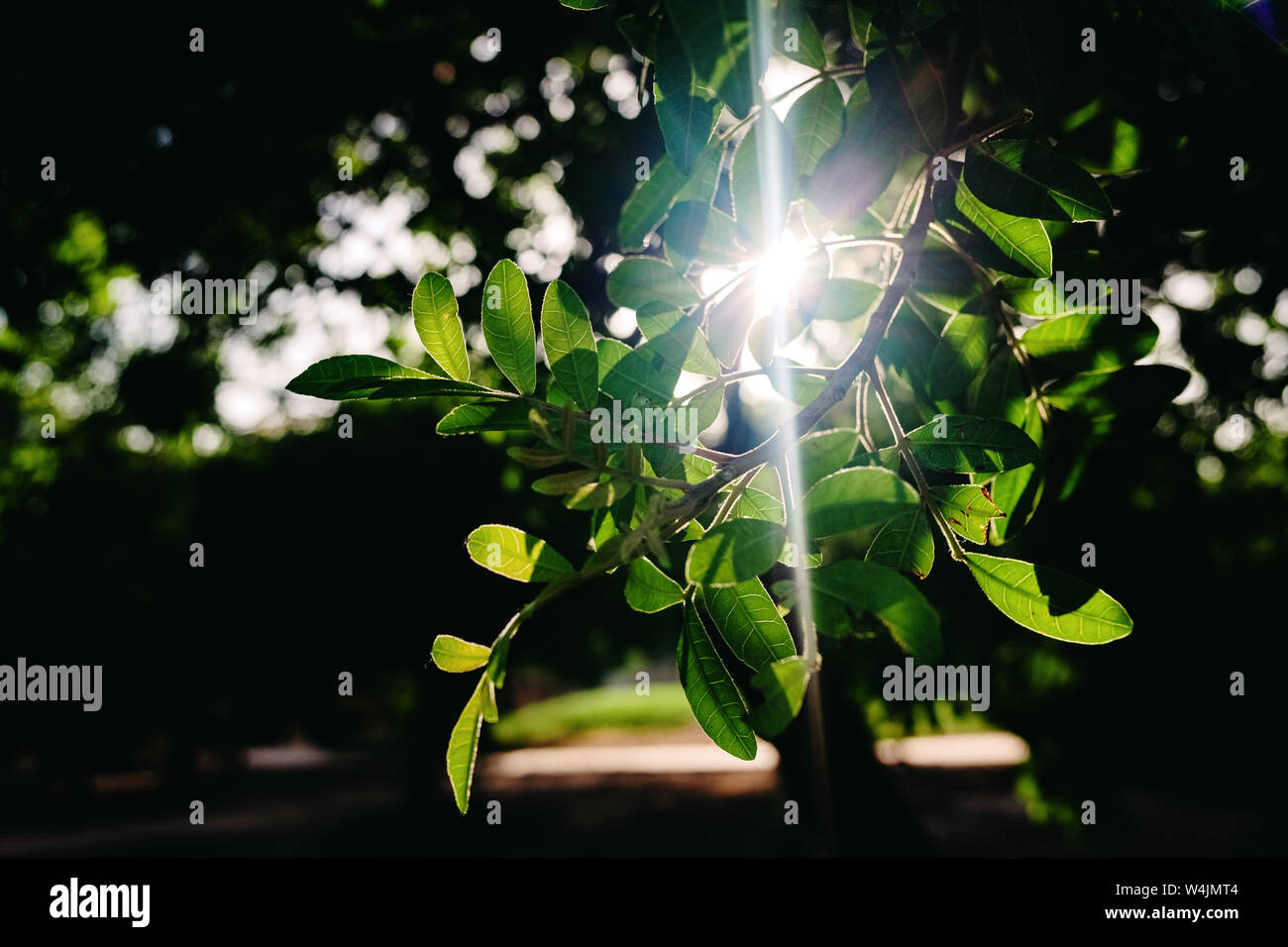 Sunset between the green leaves of some trees in the forest, natural ...