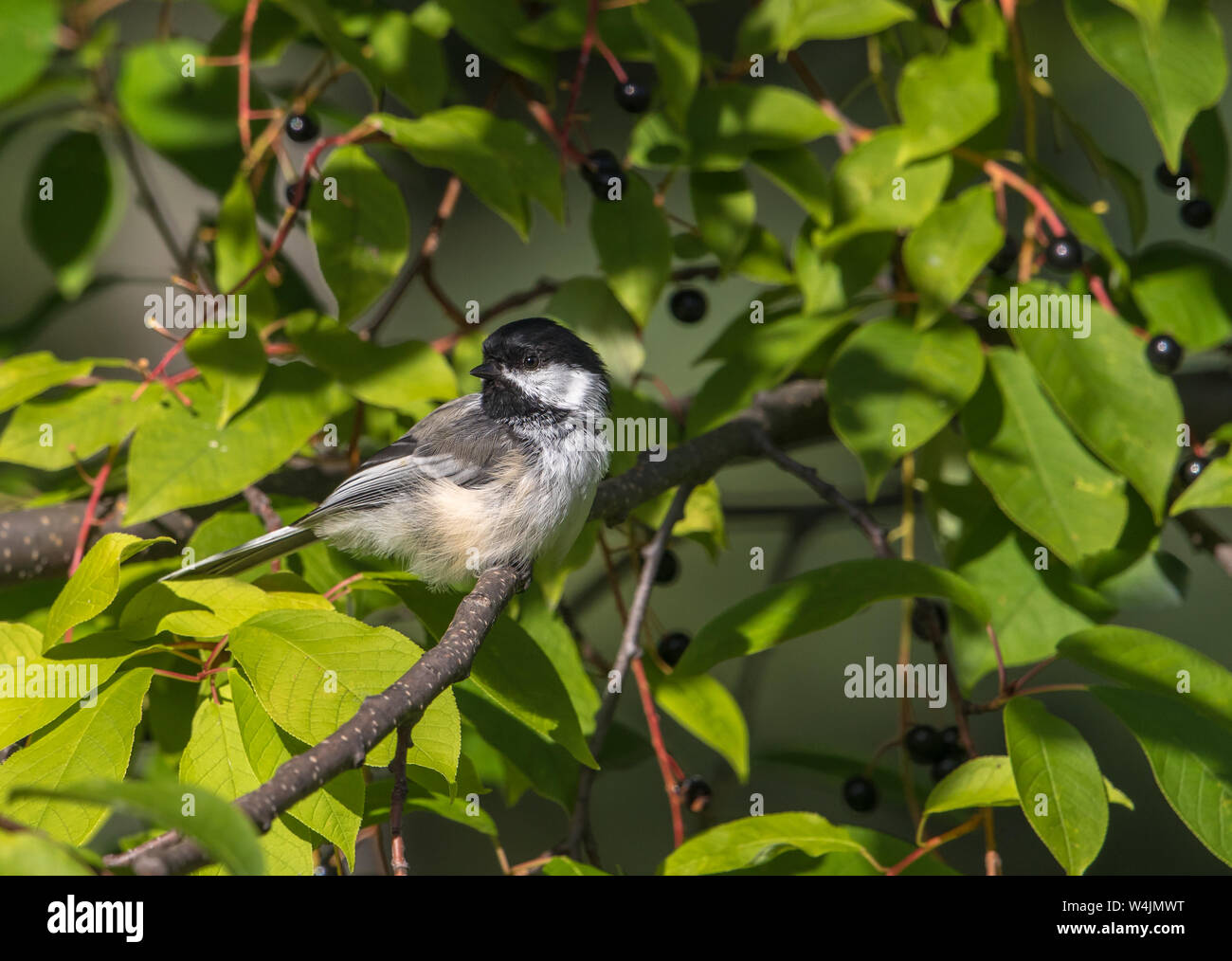 Black-capped Chickadee in a Chokecherry Tree in Alaska Stock Photo - Alamy