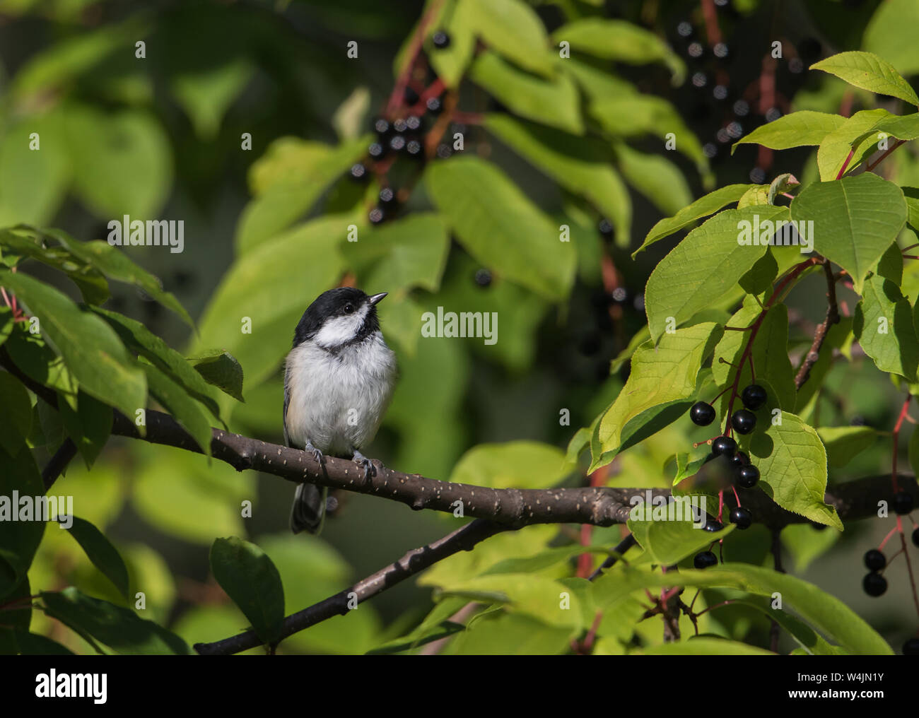 Black-capped Chickadee in a Chokecherry Tree in Alaska Stock Photo - Alamy