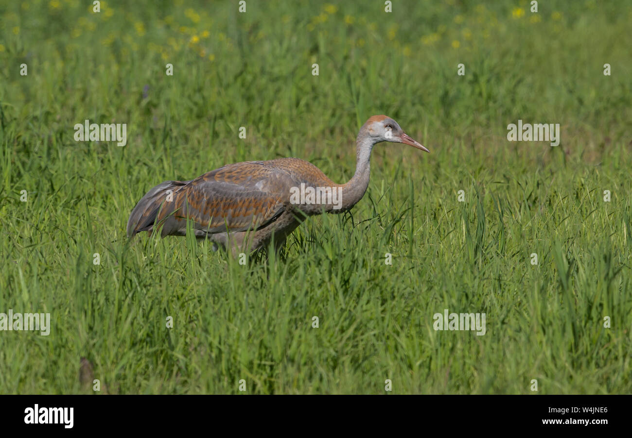Juvenile Lesser Sandhill Crane in Fairbanks, Alaska Stock Photo - Alamy