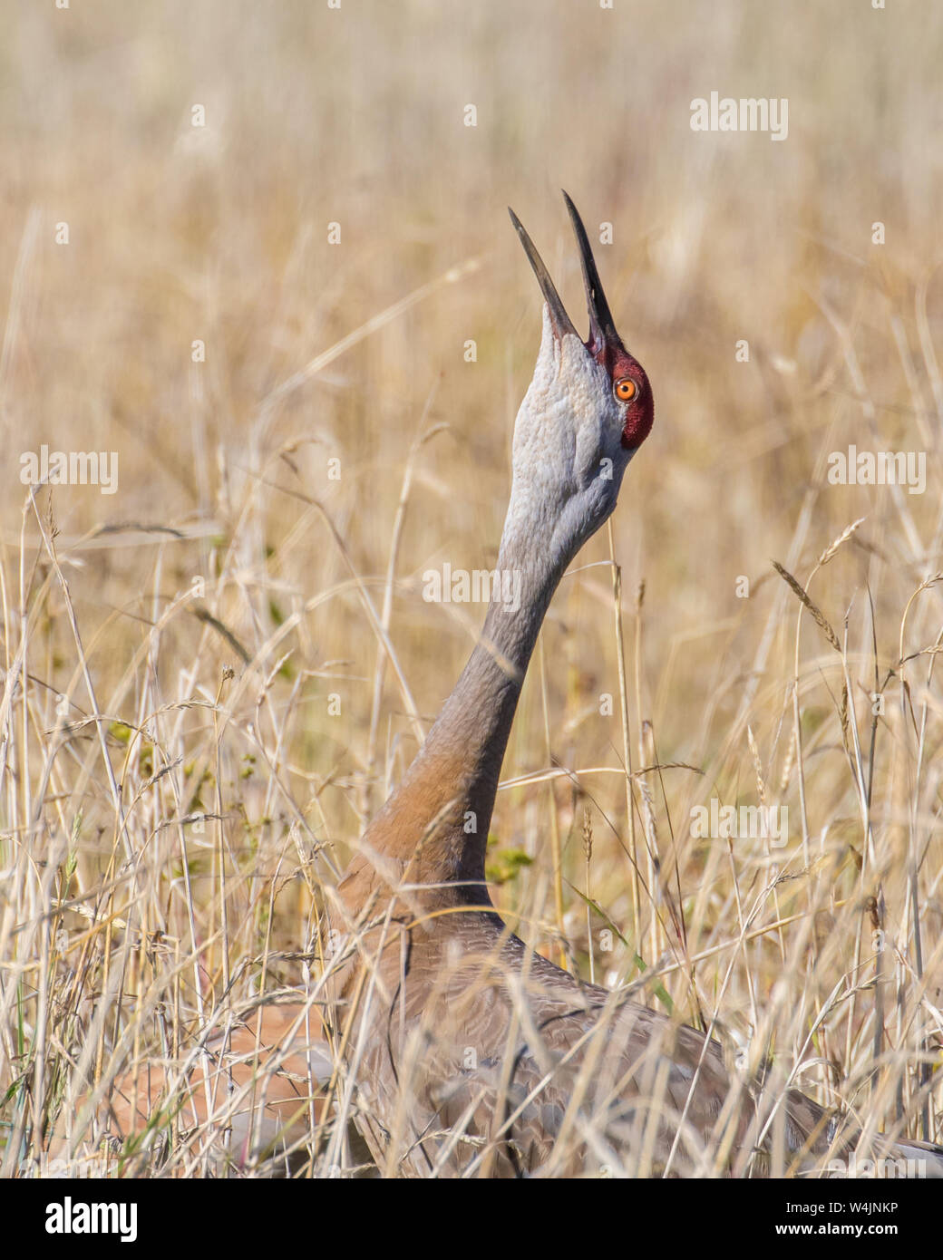 Crane legs hi-res stock photography and images - Alamy