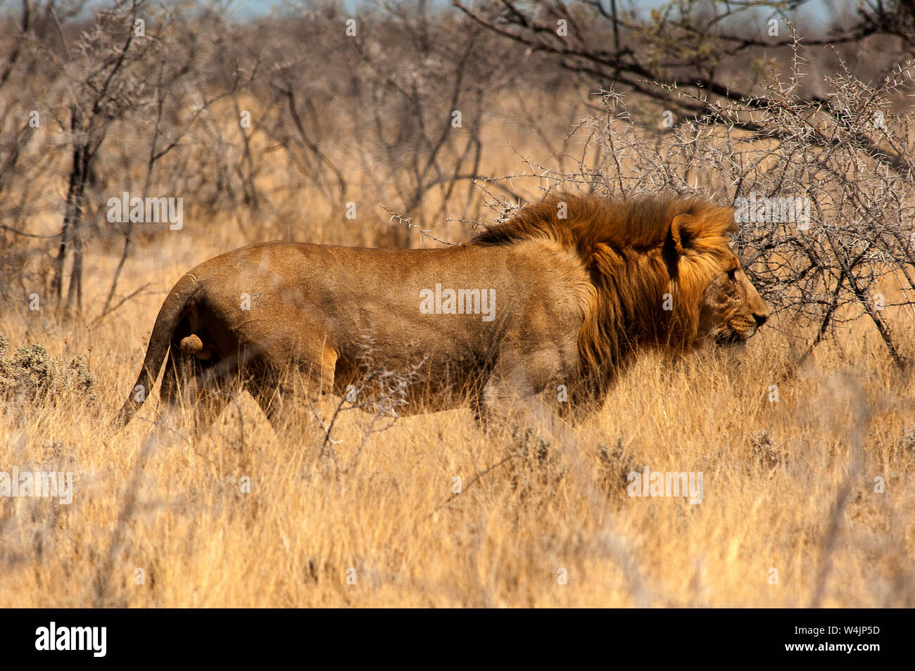 Male lion (Panthera leo) walking on the open plain, Etosha National ...