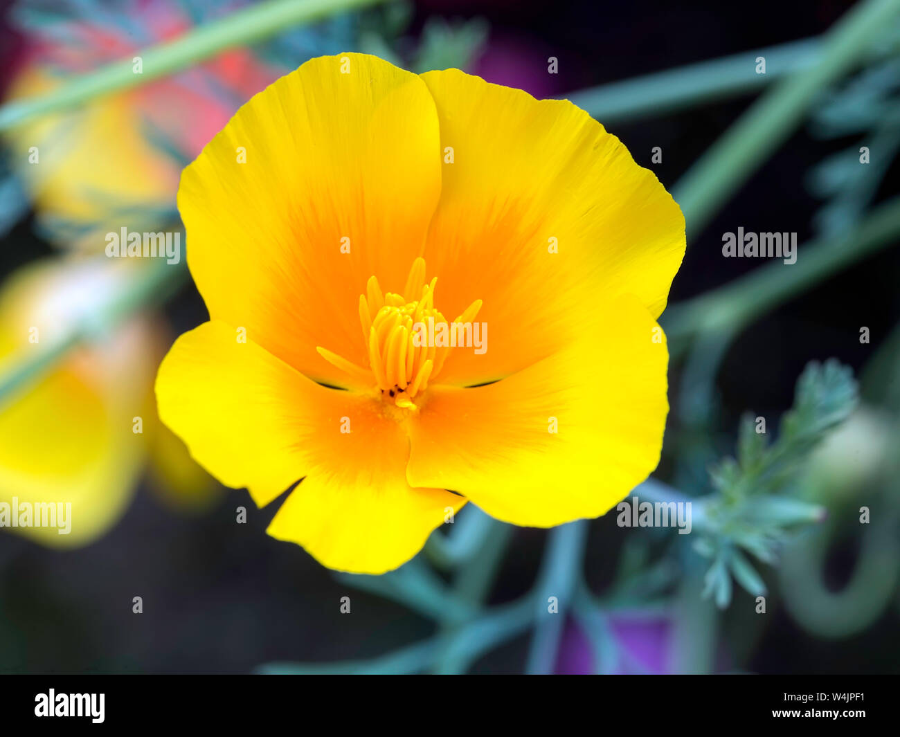 California Yellow Poppy Wildflower Stock Photo - Alamy