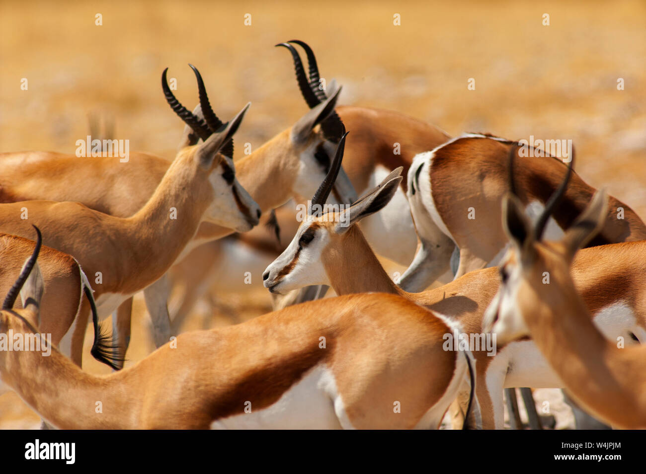 Springbok herd at Gemsbokvlakte waterhole, Etosha National Park ...