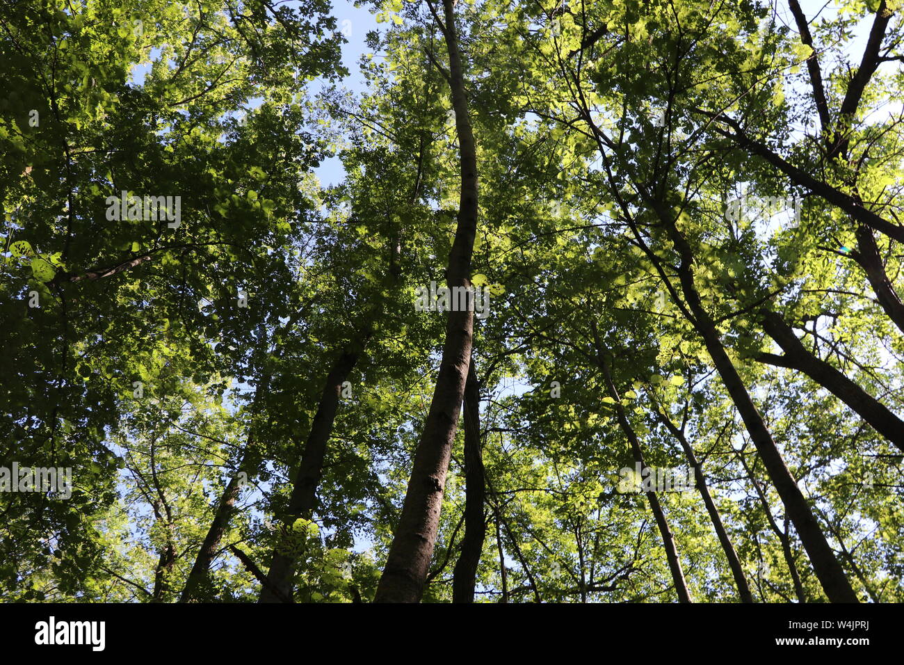 summer in the forest Stock Photo - Alamy