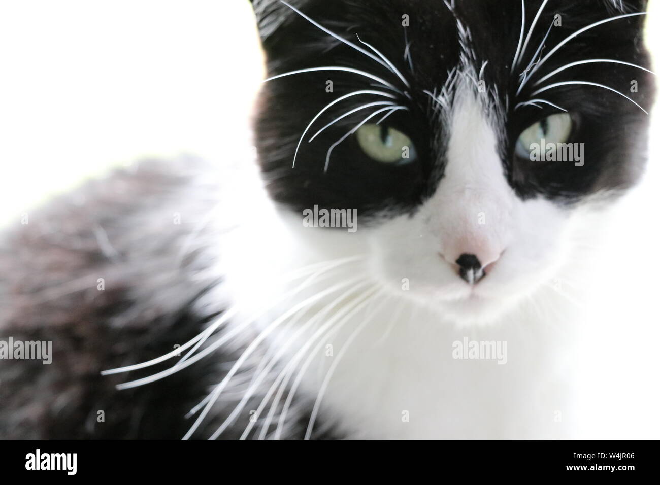 Irritated cat hi-res stock photography and images - Alamy