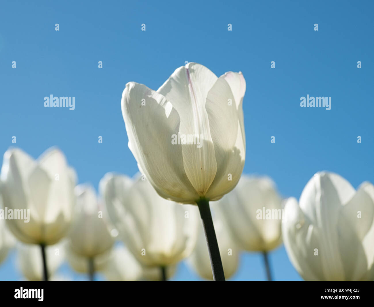 Tulip flowers background - image Stock Photo - Alamy