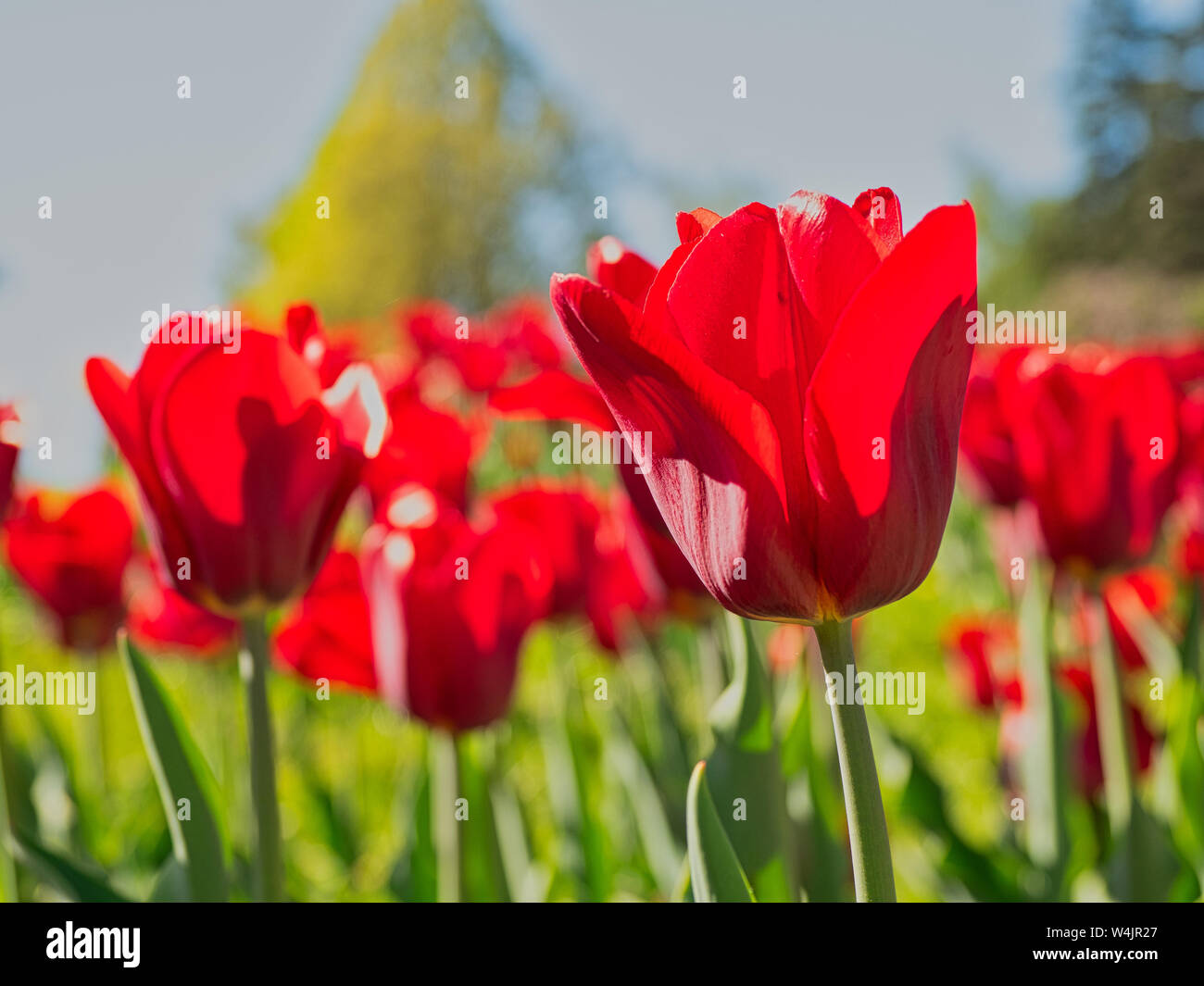 Tulip flowers background - image Stock Photo - Alamy