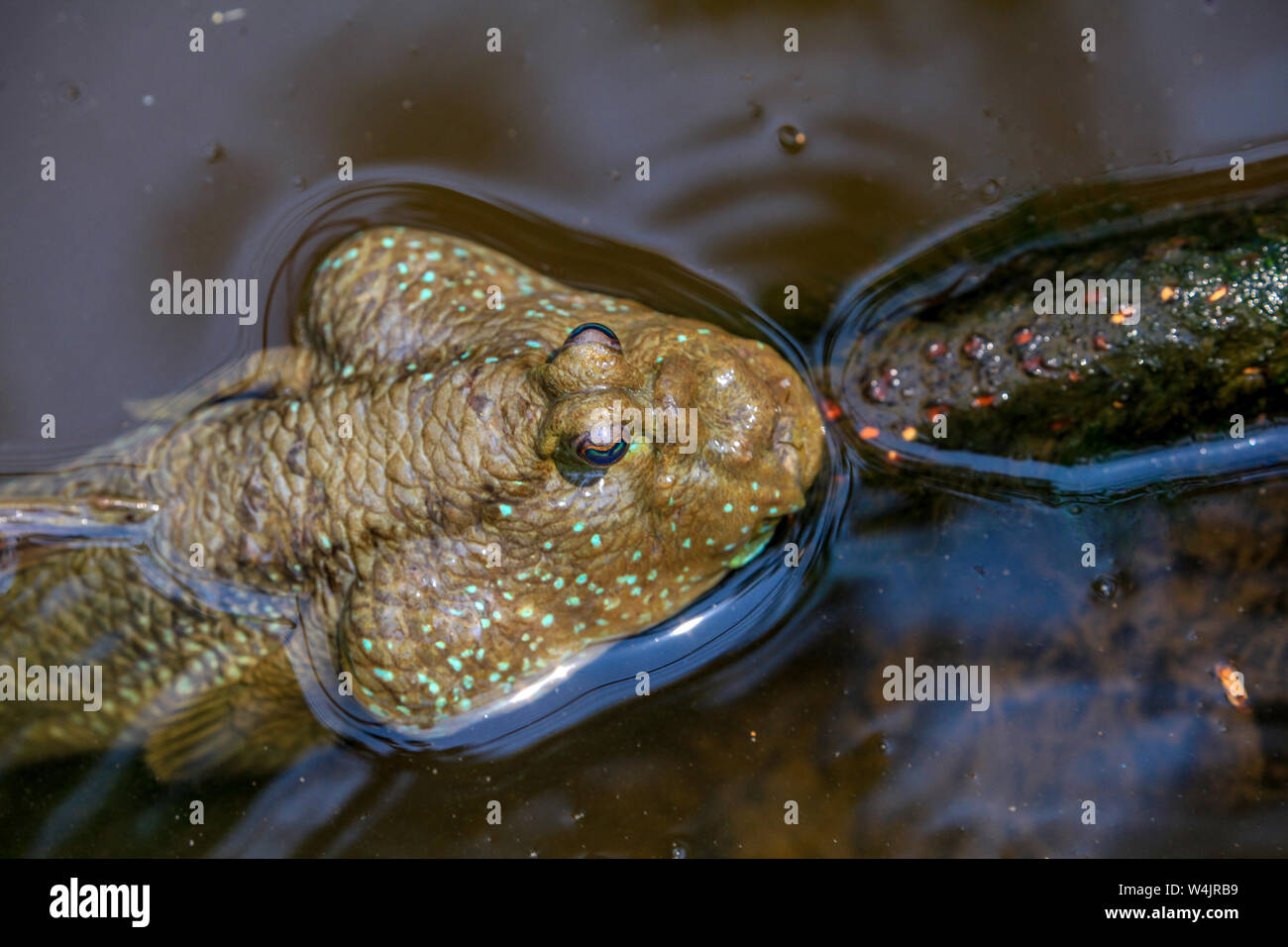 Mudskipper mating hi-res stock photography and images - Alamy