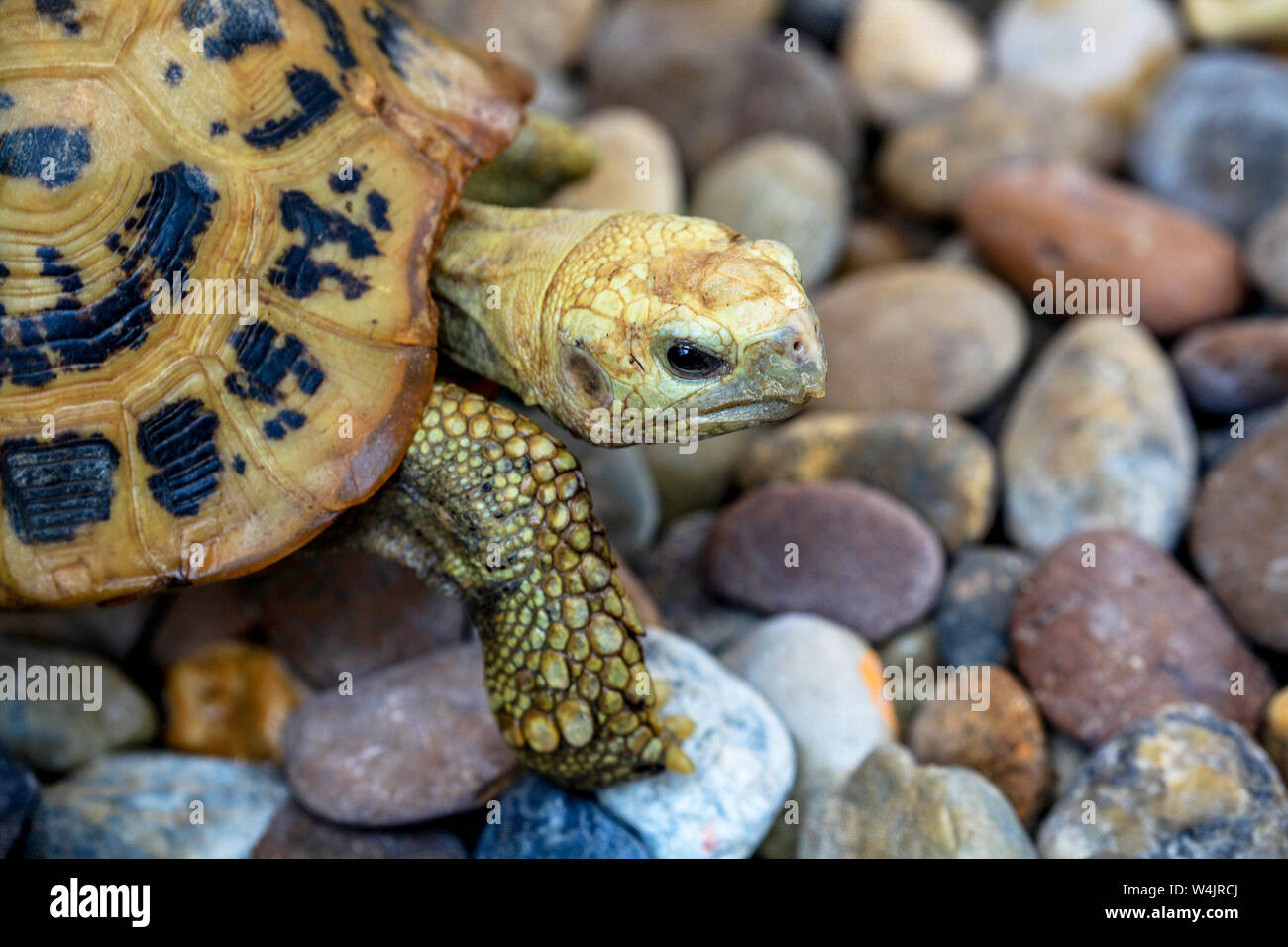 Portrait of an Elongated Tortoise, Indotestudo elongata, also called ...