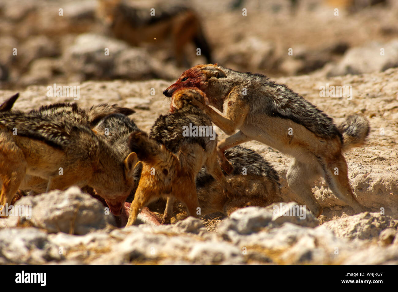 Jackals feasting on a recently killed springbok anthelope at ...