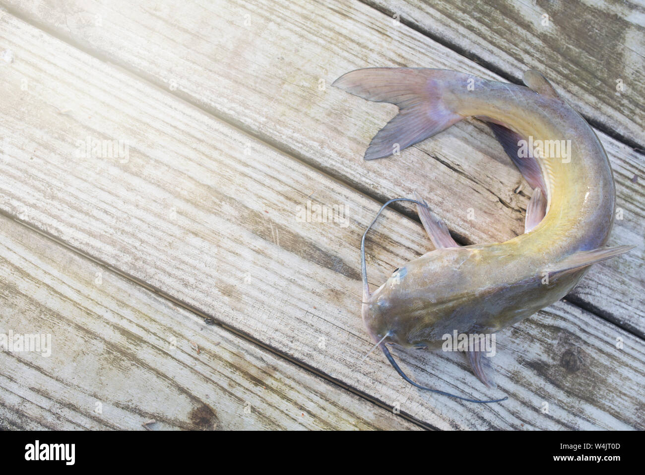 Blue Channel Catfish Caught in a Louisiana Bayou Stock Photo - Alamy