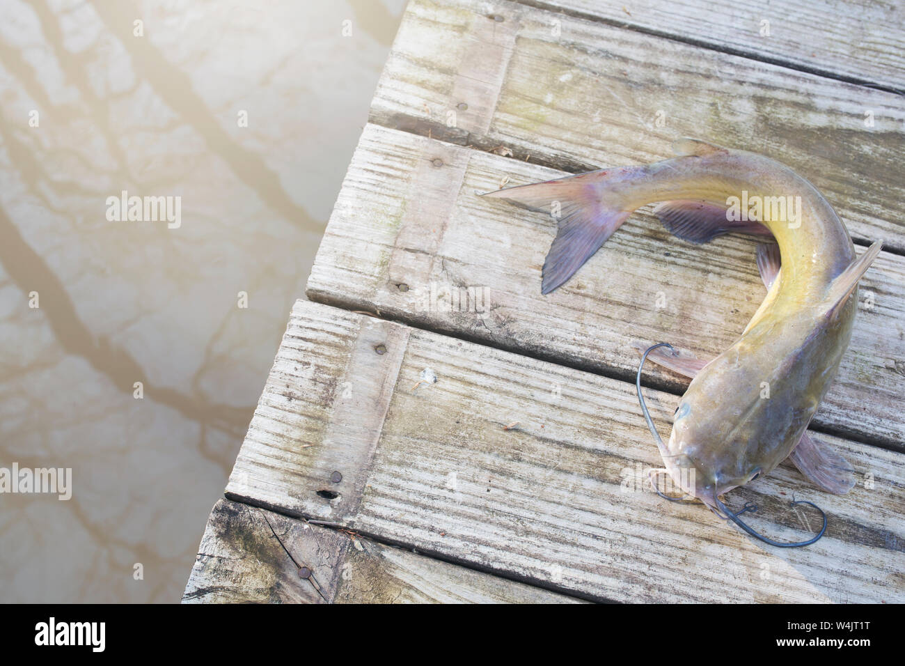 Blue Channel Catfish Caught in a Louisiana Bayou Stock Photo - Alamy