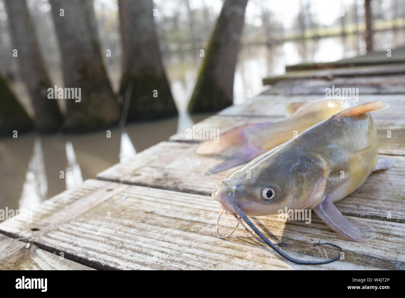 Channel catfish hi-res stock photography and images - Alamy