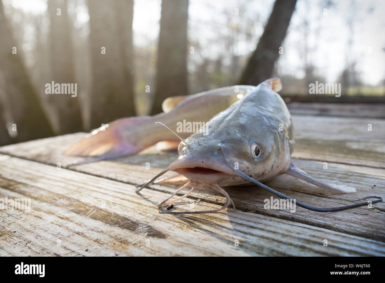 Blue Channel Catfish Caught in a Louisiana Bayou Stock Photo - Alamy