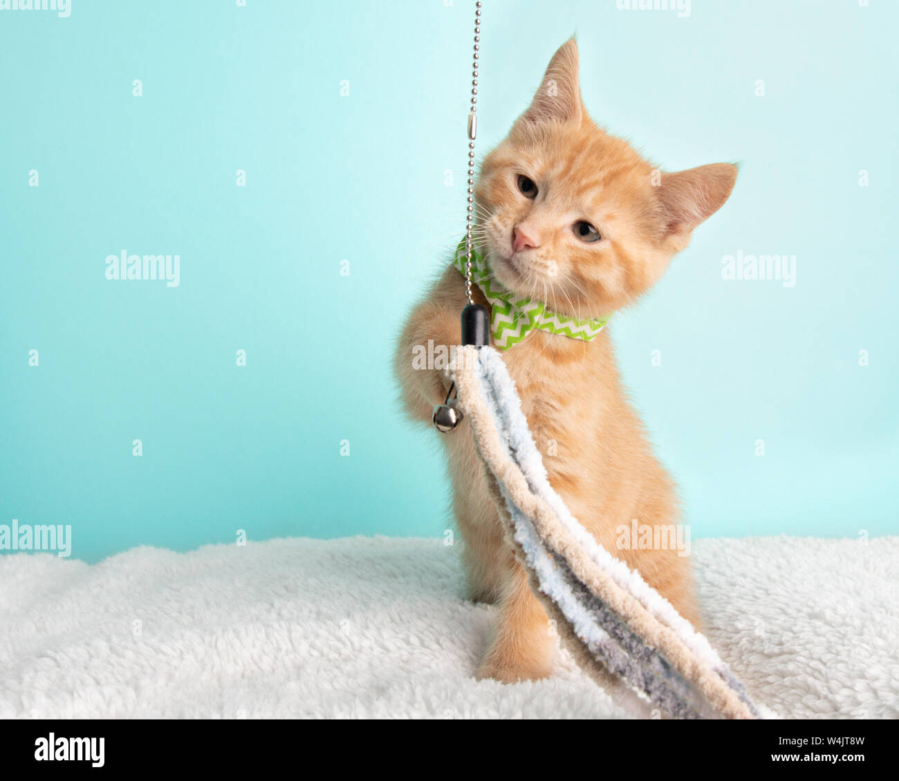 Cute Young Orange Tabby Cat Kitten Rescue Wearing Green and White ...