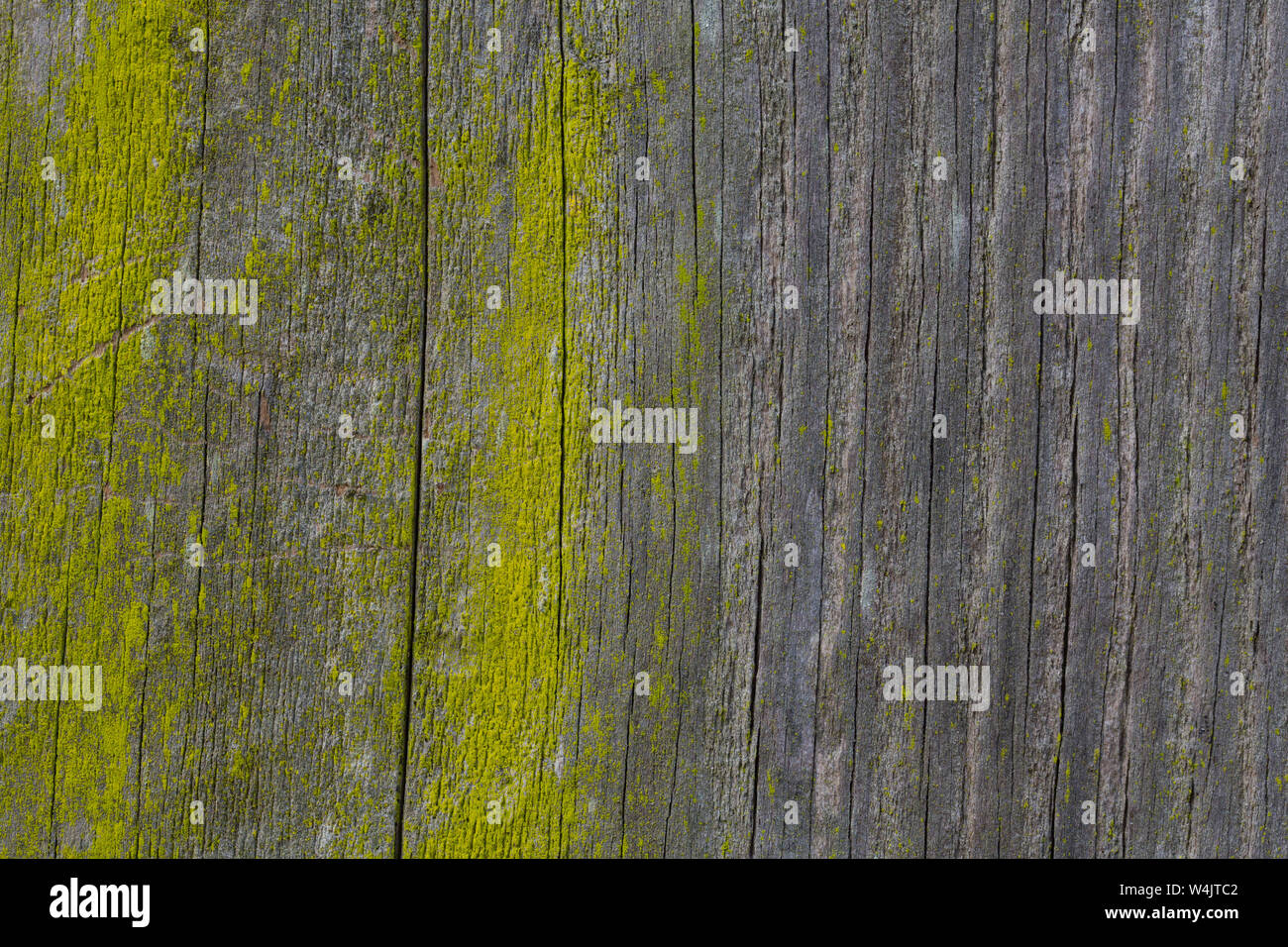 Rustic weathered wood surface algae hi-res stock photography and images ...