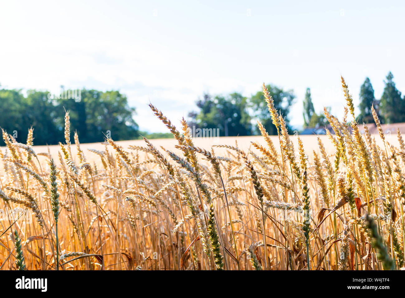 Seed to harvest growth stage hi-res stock photography and images - Alamy