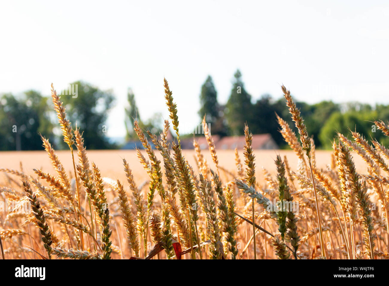 Hay field on the countrysides of switzerland, with forestry in the ...
