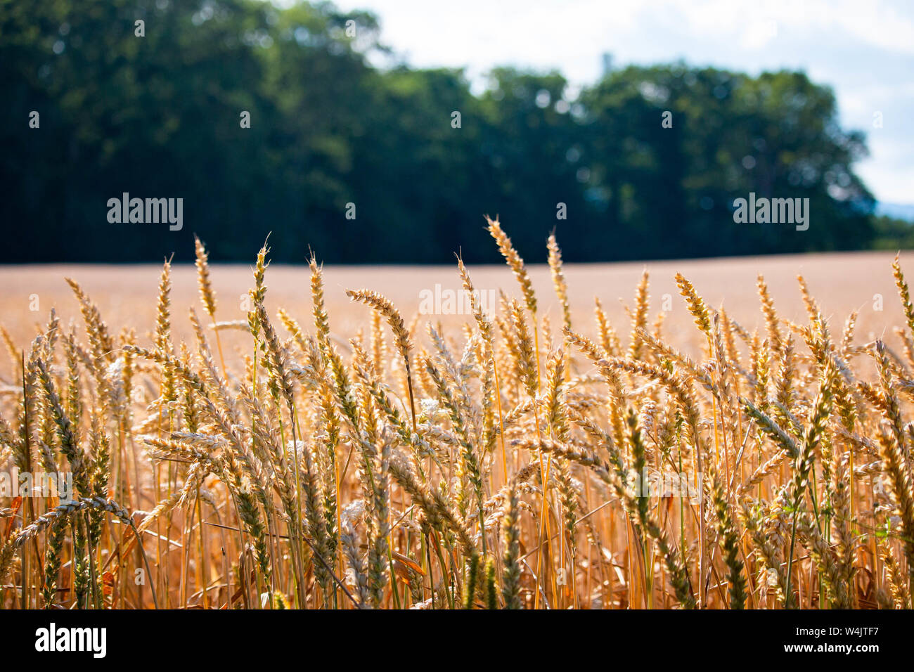 Hay Field Background