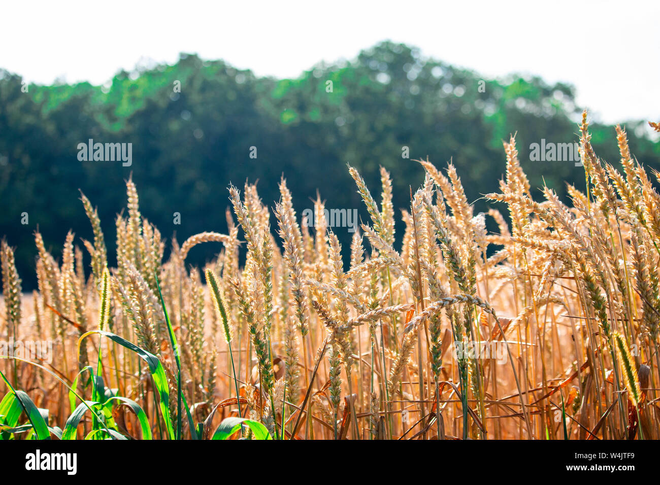 Hay field on the countrysides of switzerland, with forestry in the ...