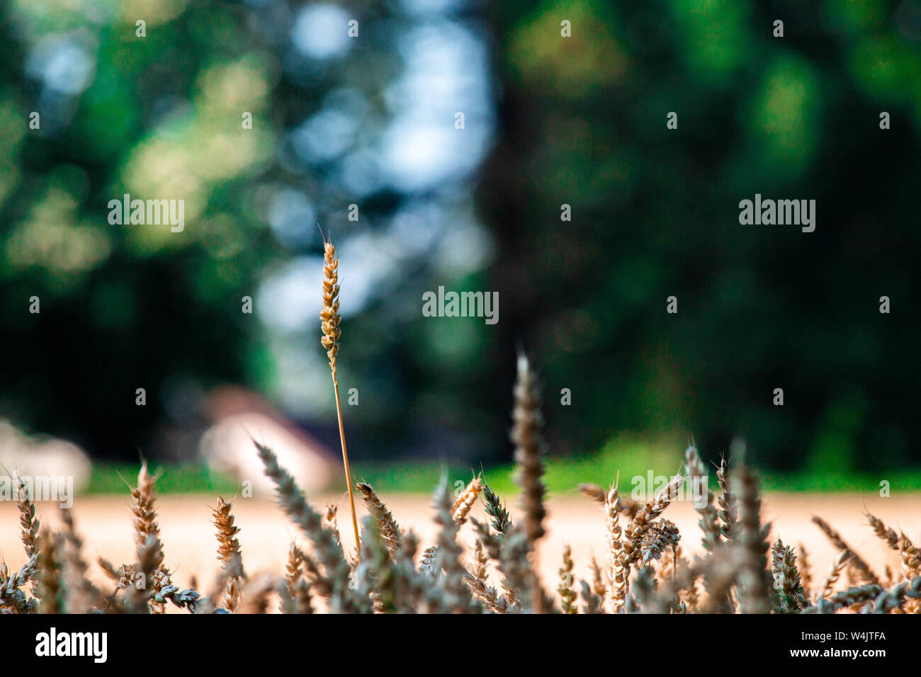 Green field tall oats hi-res stock photography and images - Alamy